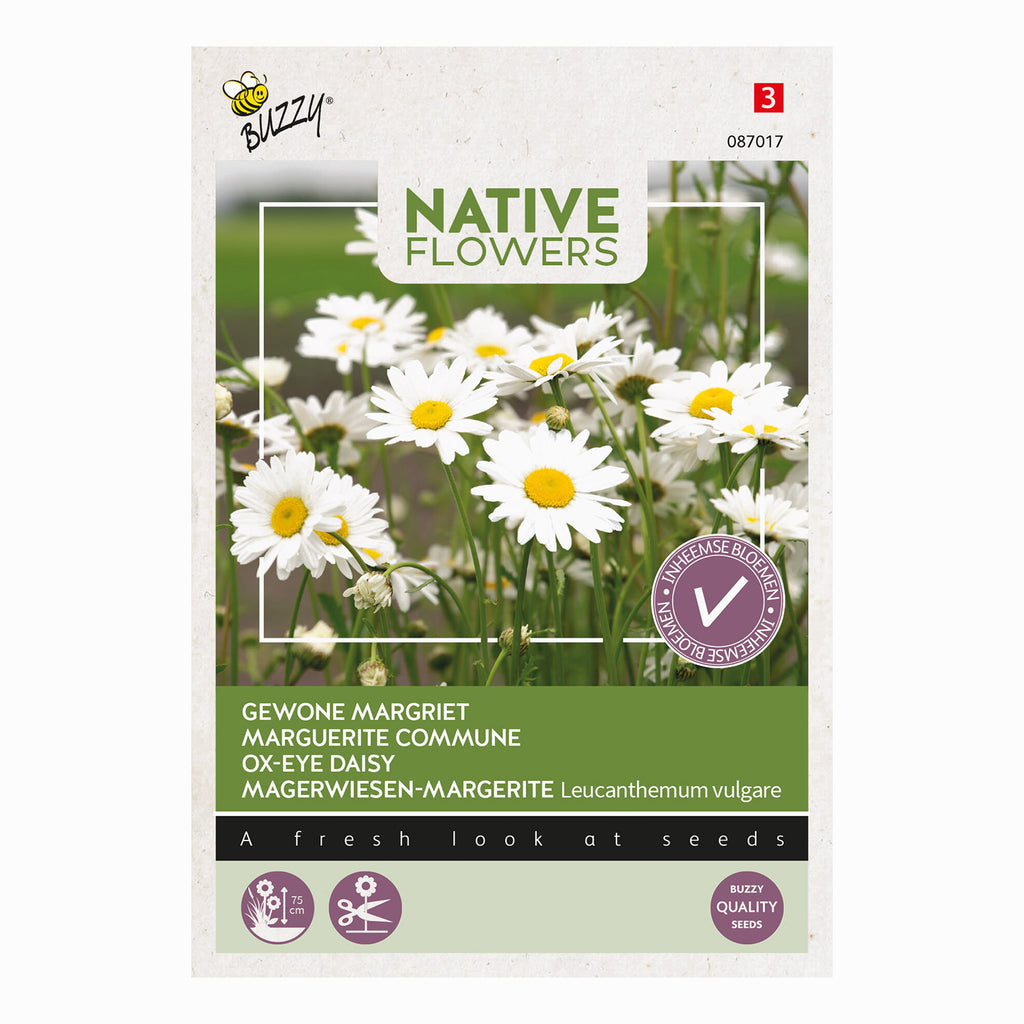 Inheems Margriet (Leucanthemum vulgare) | Inheemse Bloemenzaden | Buzzy – De Moestuinwinkel